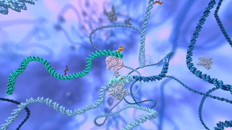 The Berkeley Stem Cell Center